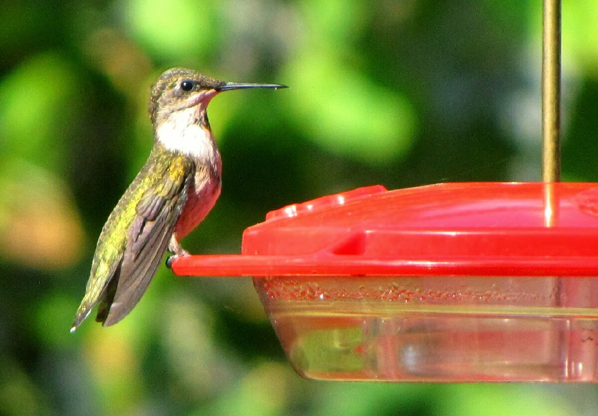 Tulsa Gentleman: Ruby Tuesday - Ruby-Throated Hummingbird