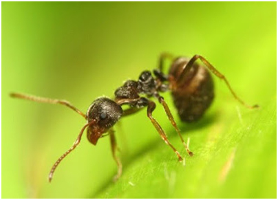 ARDIN GANDHI: SEMUT HITAM (Dolichoderus bituberdulatus) PENGENDALI ...