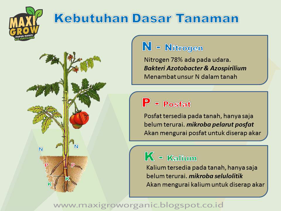 Pupuk Hayati MaxiGrow: Zat Makanan Bagi Tumbuhan
