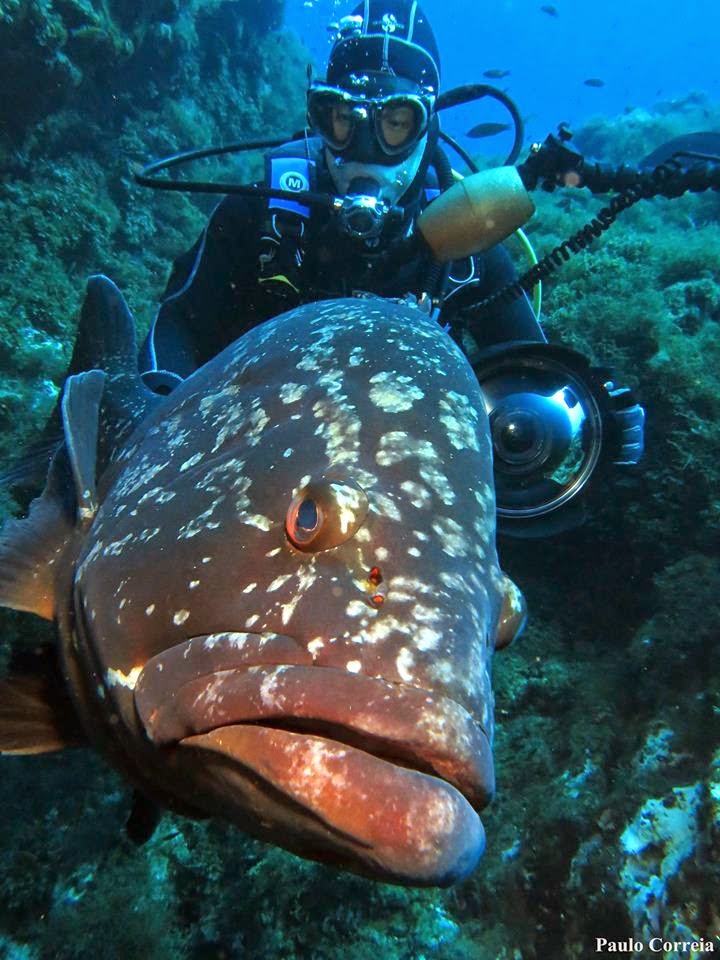 Best Spot Azores PADI 5* Dive Center: Dive Azores Buceo Azores Plongée ...
