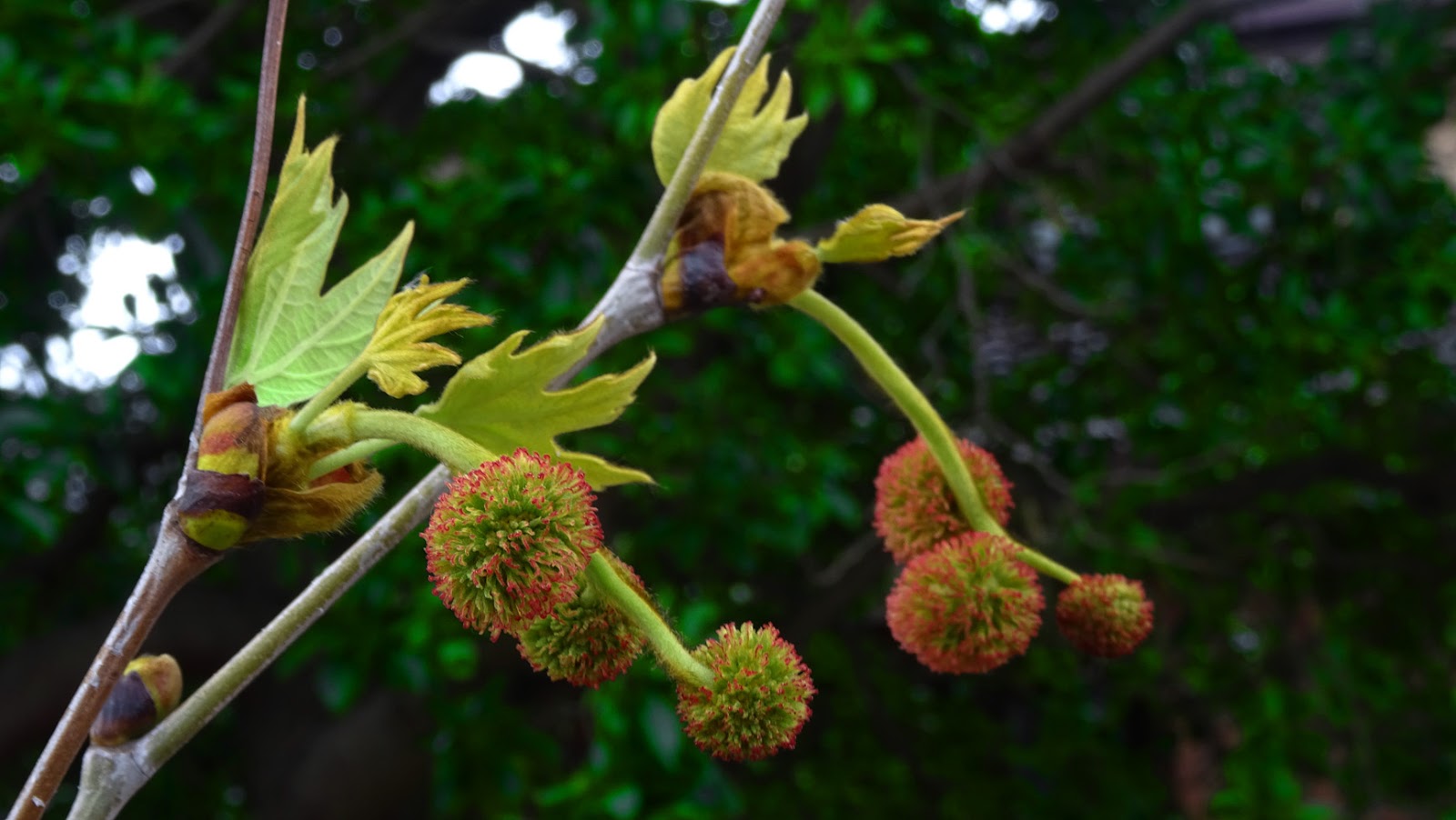 NixPages: FRIDAY GREENS #89 - PLANE TREE FLOWERS