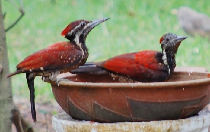 FOREST BIRD: Mini jungle at my doorstep
