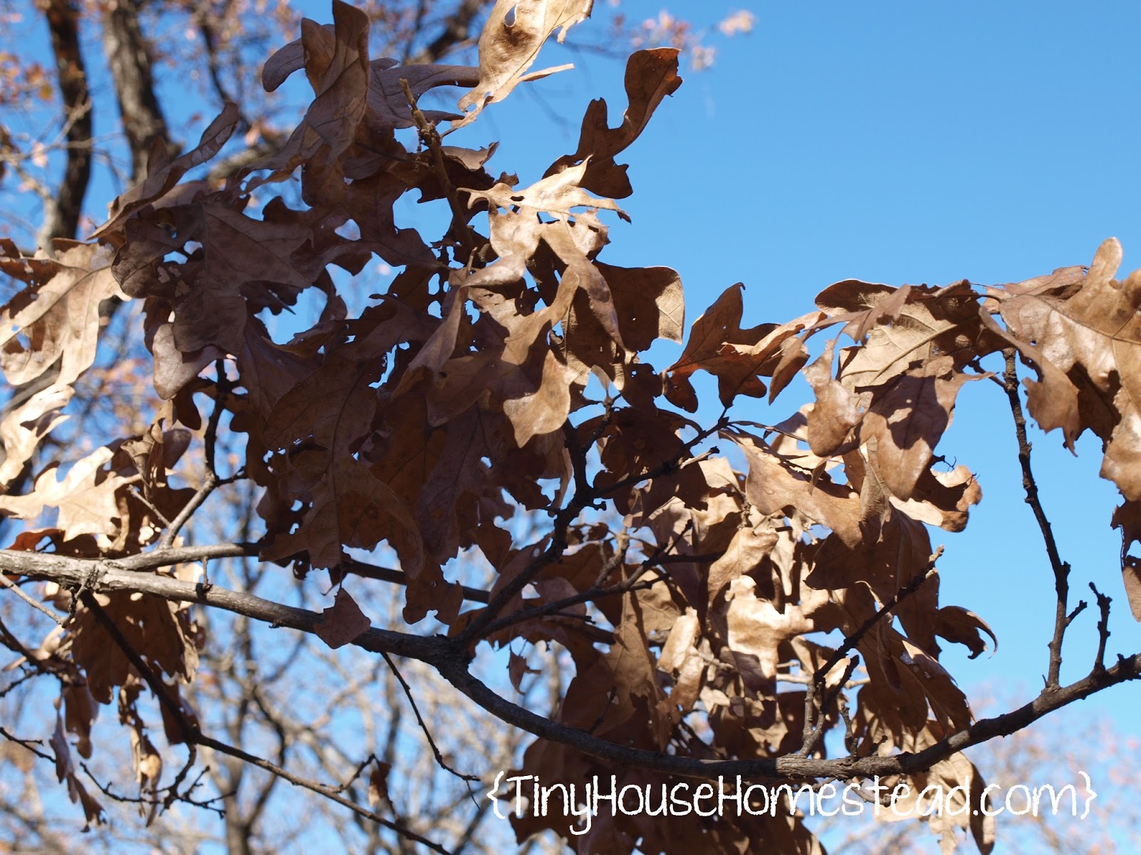 Tiny House Homestead: A Beautiful Fall Day on the Homestead