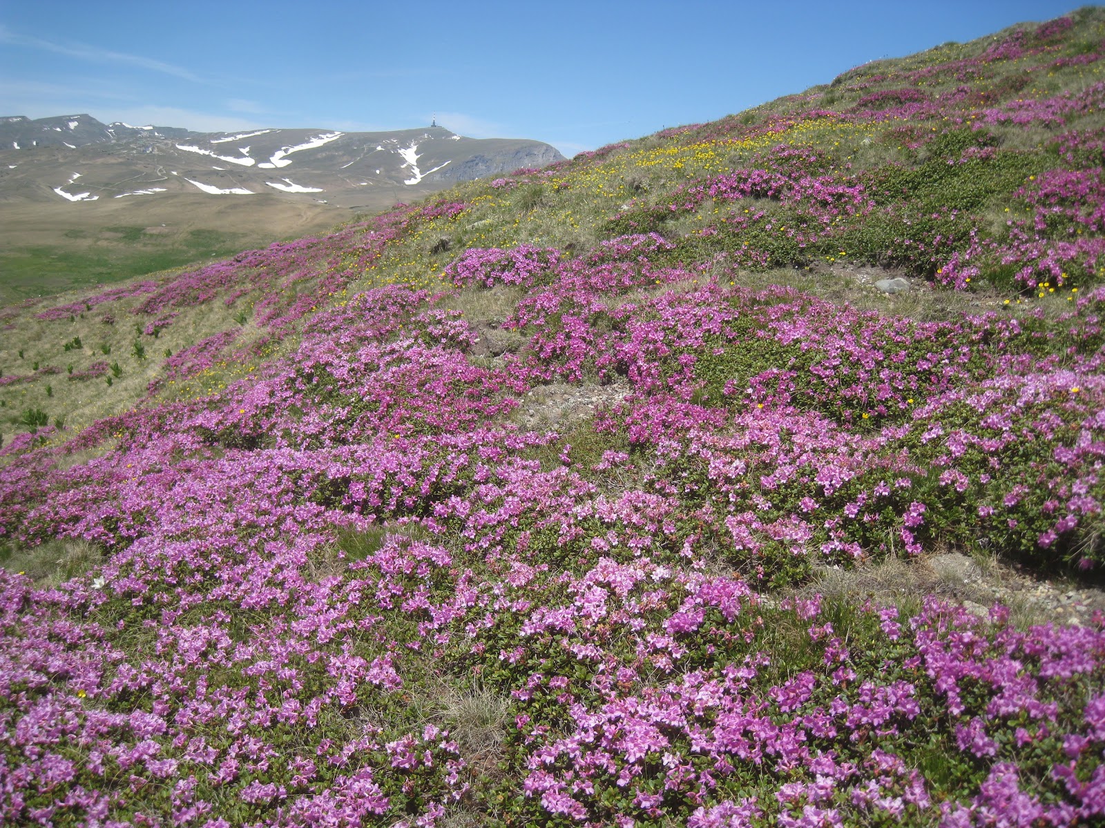 Impresii de calatorie: 31 mai 2018, plin sezon la rododendron in Bucegi