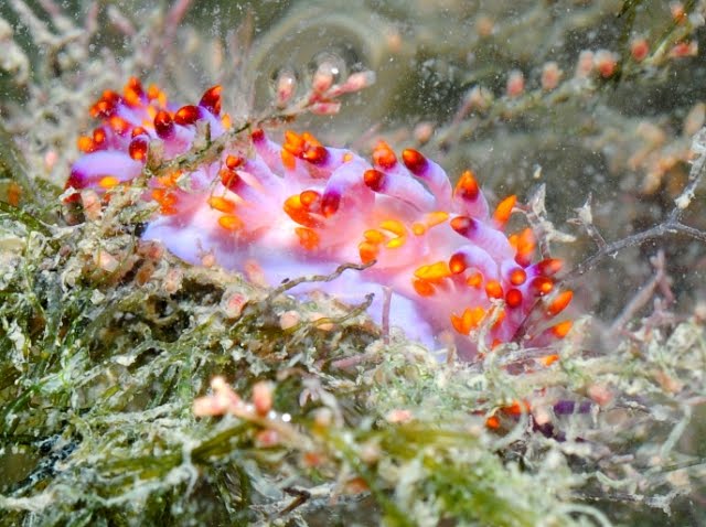 God's wonderful creation: Pretty creatures of Beting Bronok