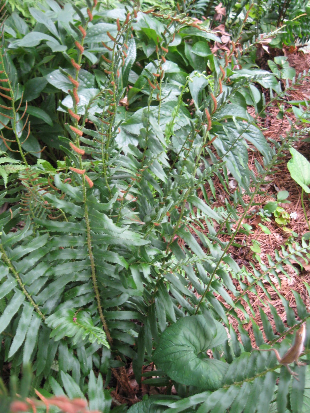 My Alabama Backyard: Ferns on Friday