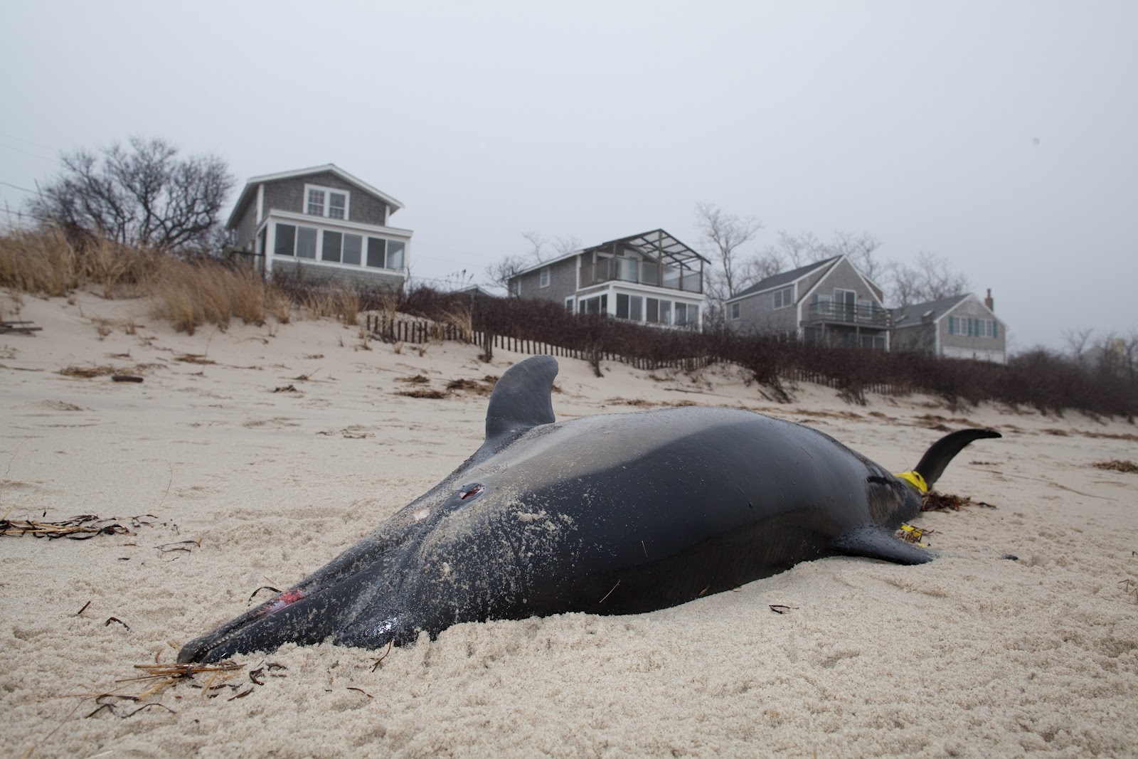 Courtney Sacco Photography: Dolphins Stranded on Cape Cod