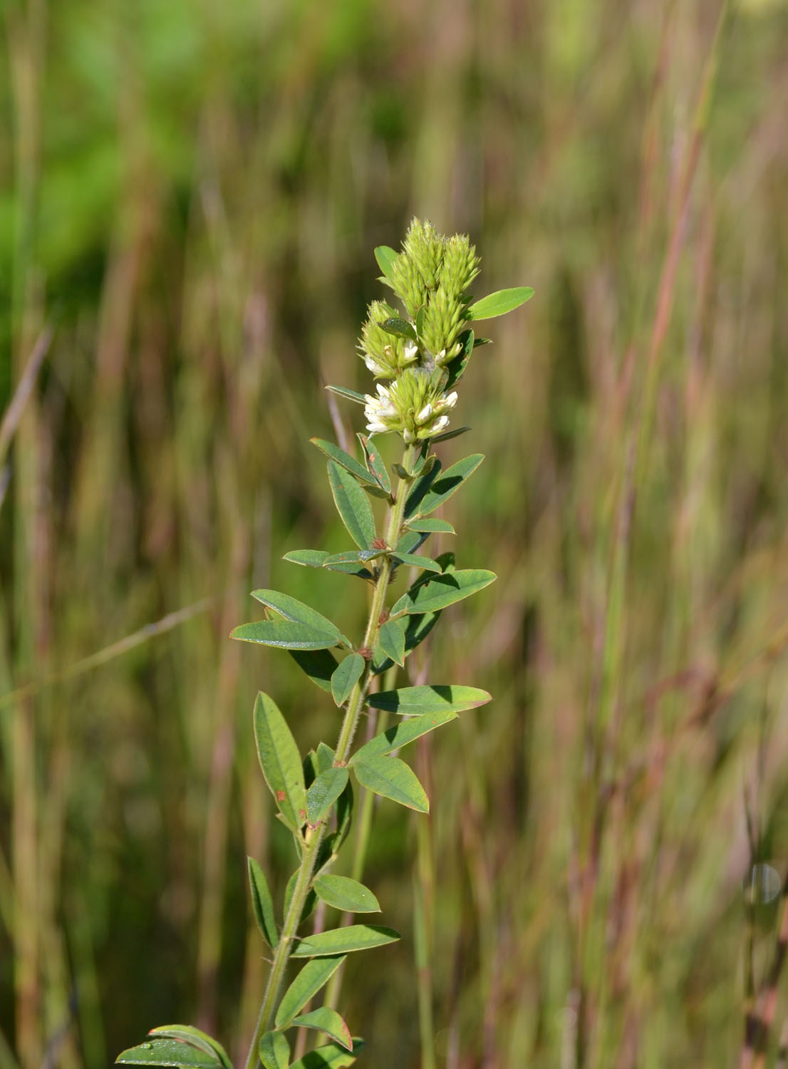 Woods Walks and Wildlife: August 2011