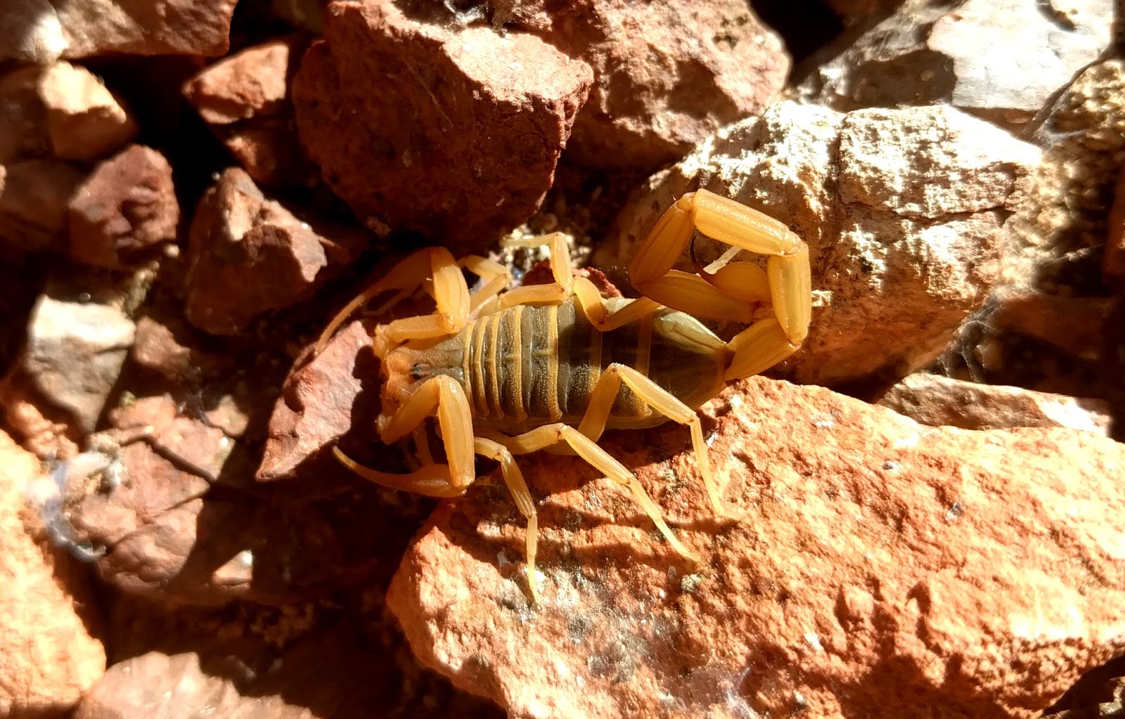 The Adventures of the Integrative Ecologist: July 2016