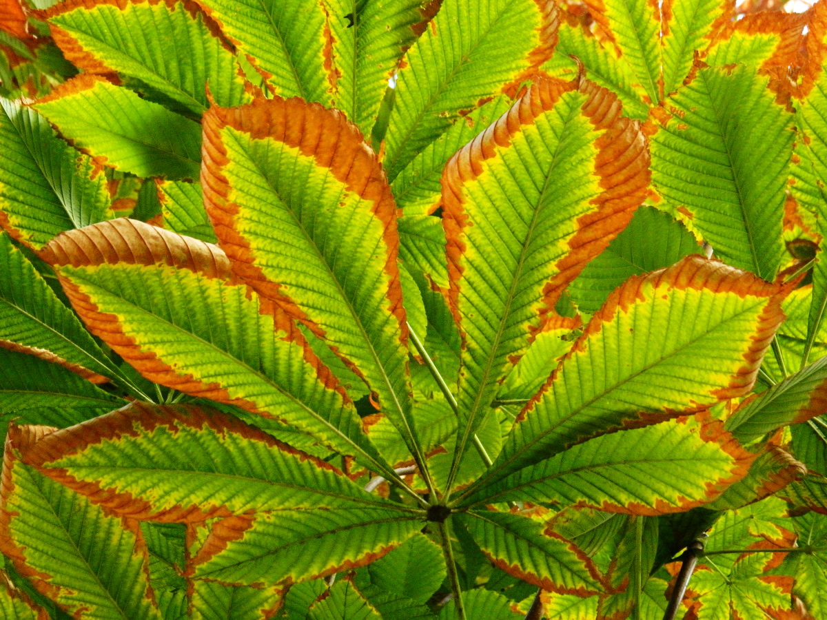 LA MULTI ANI, ROMANIA!: Frunze de castan