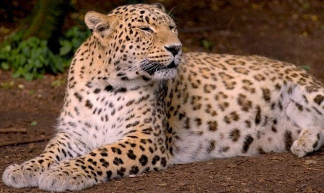 Natureza e Vida: OS FELÍDEOS SÃO ANIMAIS SOLITÁRIOS E APRESENTAM ...