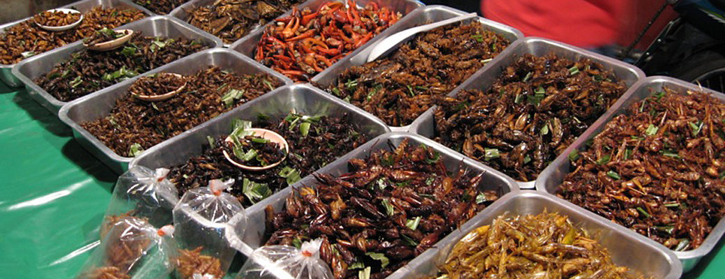 Lost in America: Cockroach Milk; The New Superfood