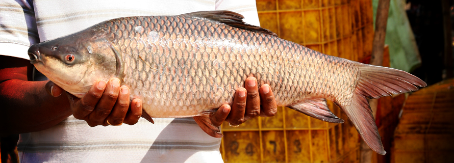 March 2012 ~ Growel Feeds