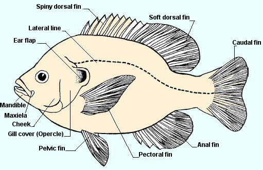 Blue Starr Gallery: Grouper Cheeks Cuban Black Beans + Rice