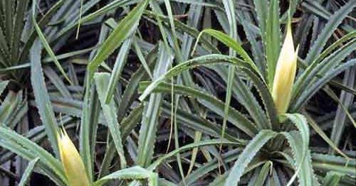 Kevda Teej 2025 date – Importance Of Kevda Teej In Hinduism | Hindu Blog