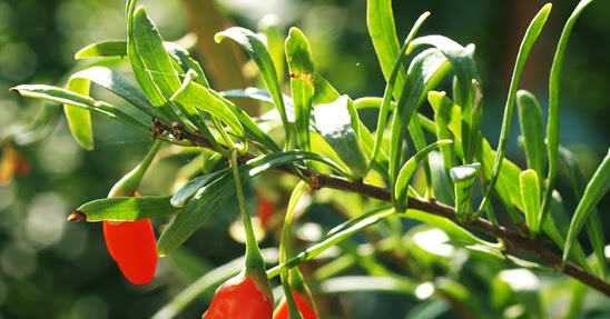 About Health: Lycium Fruit