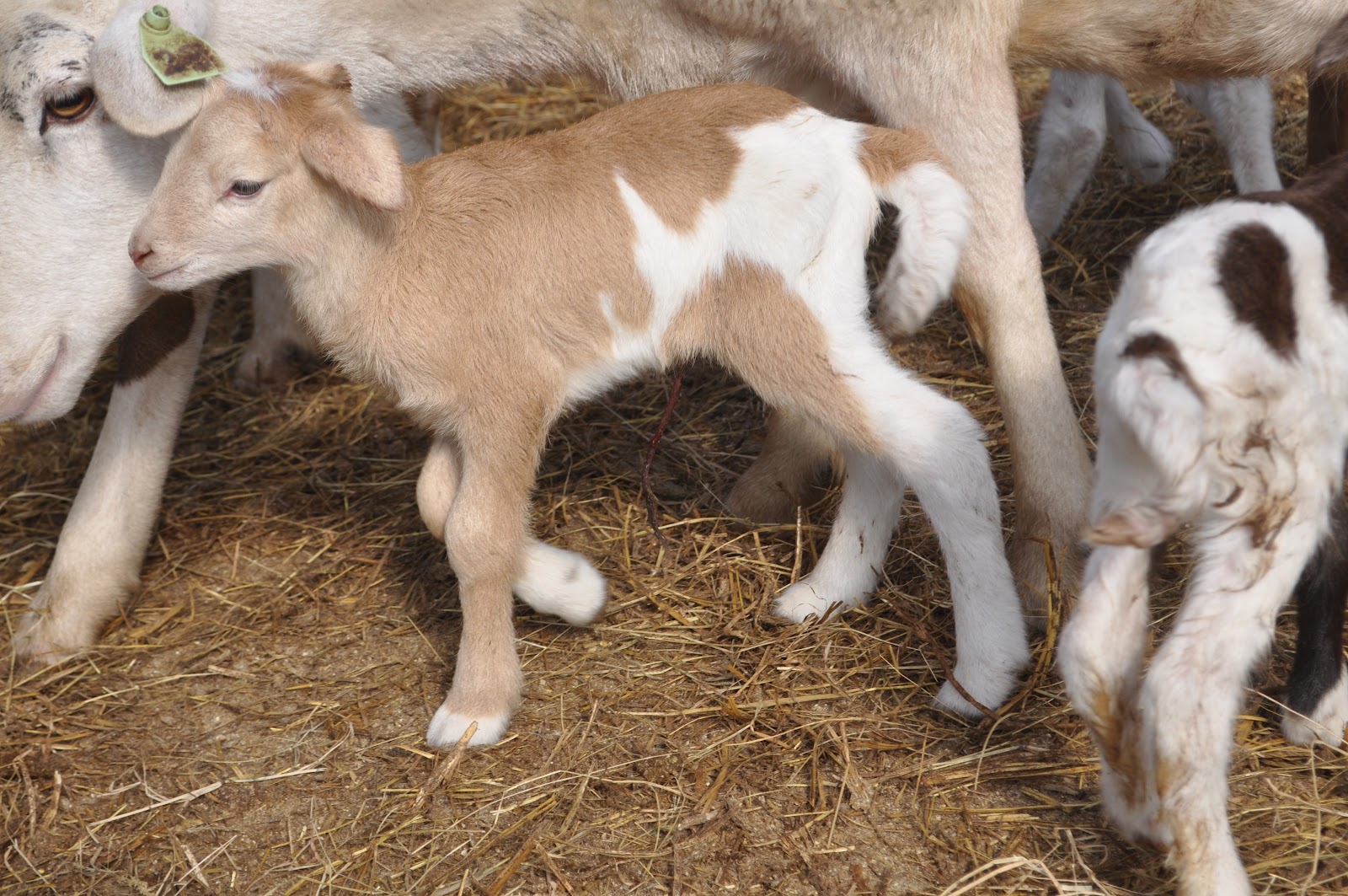 meat: 75% done with lambing. How we care for the sheep