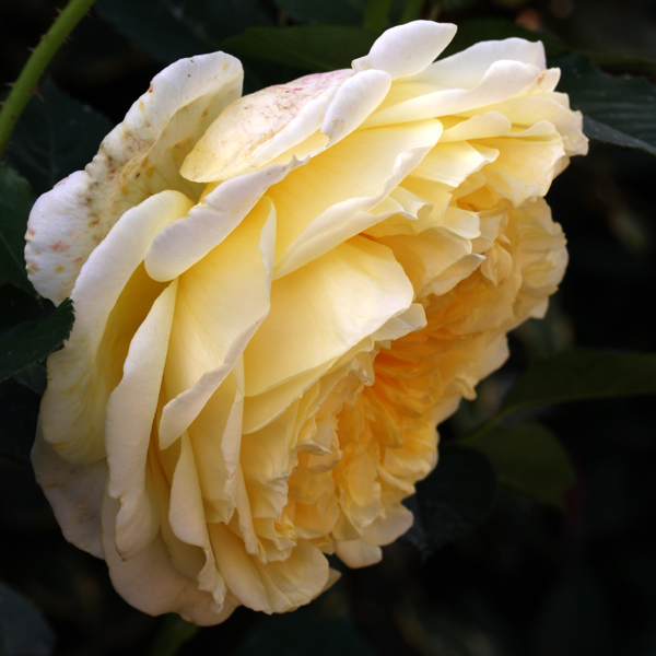 Preston Bissett Nurseries and Country Shop: Roses For Difficult Places