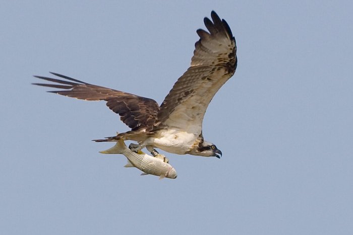 Bird Guide: Ospreys - Linking Communities Worldwide!