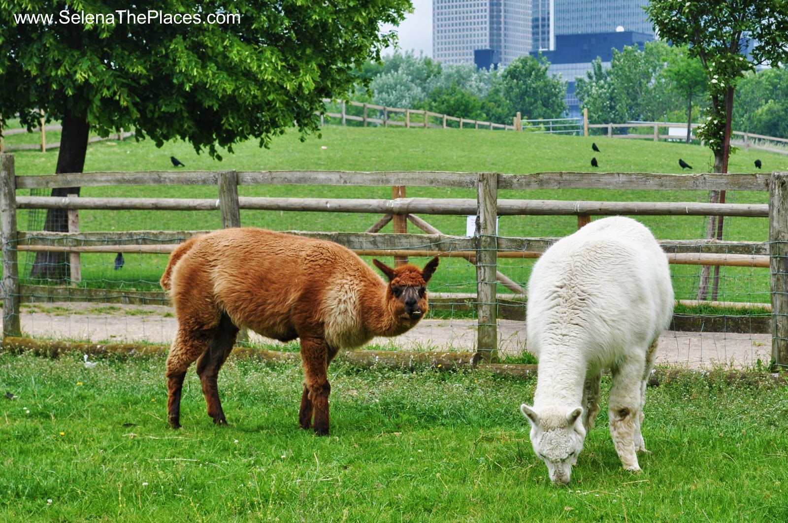 Oh, the places we will go!: I Spy Friday featuring Mudchute City Farm