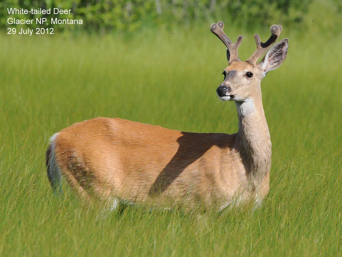 Northwest Nature Notes: PACIFIC NORTHWEST DEER