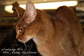 Encyclopedia of Cats Breed: Ruddy Abyssinian Cat | Tawny or Usual