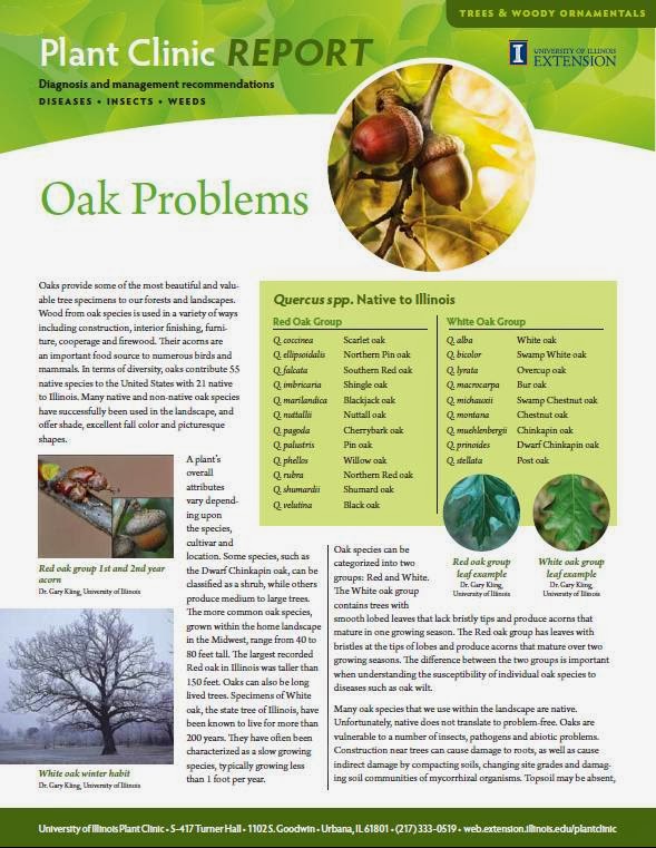 Illinois Invasive Species Awareness Month: Oak Problems - New ...