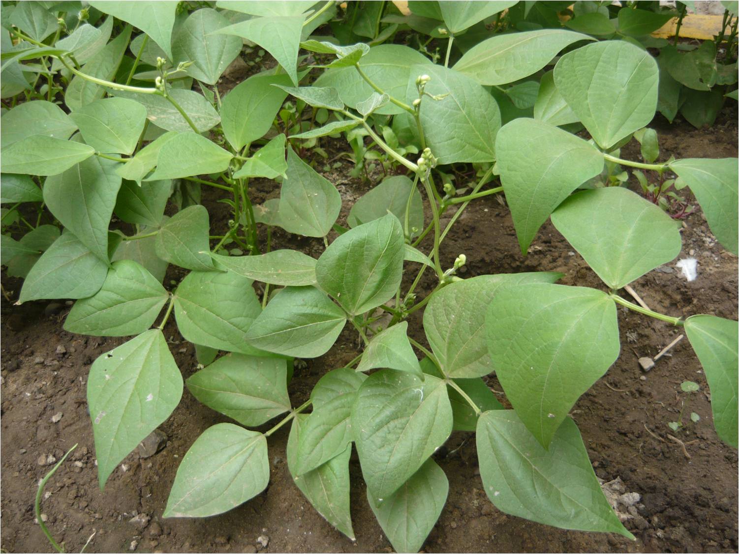 ALTERNATIVA ECOLÓGICA: CULTIVO DE FRÍJOL VERDE