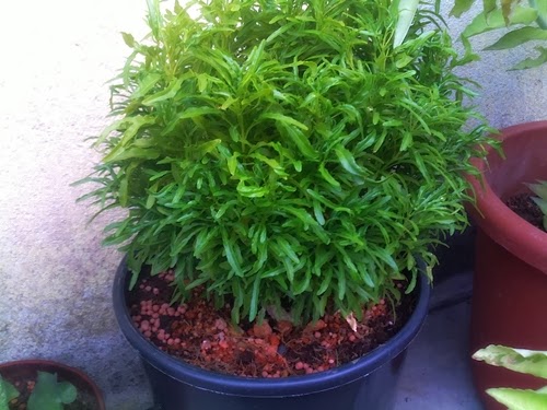 twenty2december™ : Bercucuk tanam ~ Bunga emas