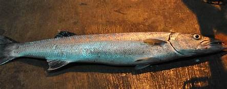 "Ore Kelate": Jejak Raja Jembal