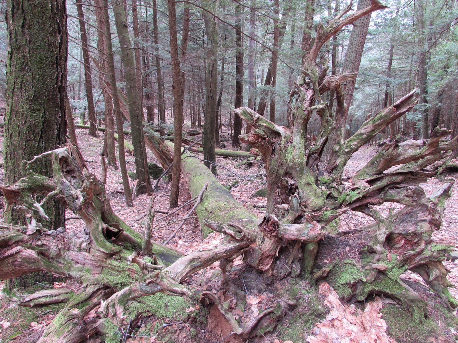 Cook Forest State Park: Tranquil Old Growth Forest, the Clarion River ...
