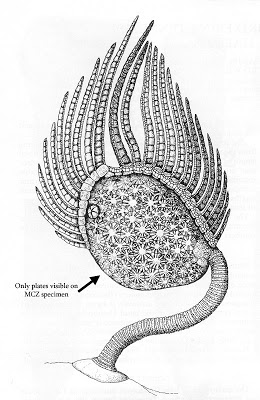 Variety of Life: Paracrinoidea