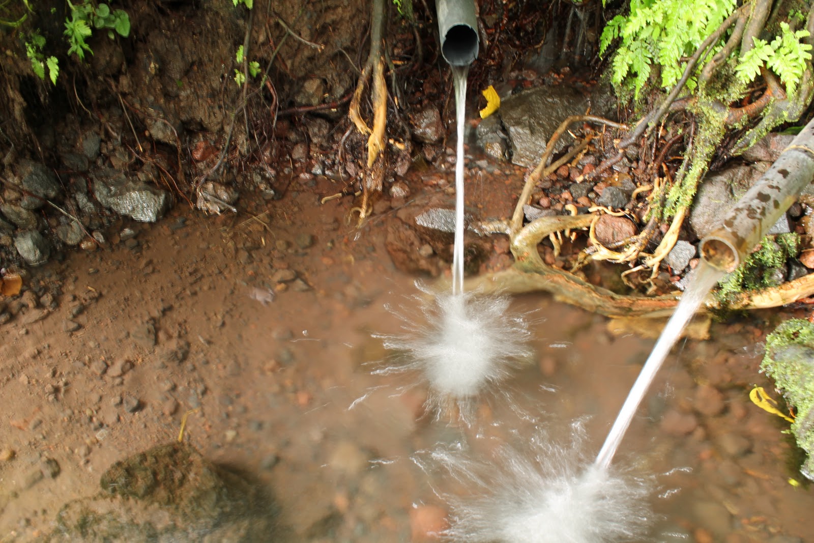 Sinarapan sa Buhi: Photo Gallery