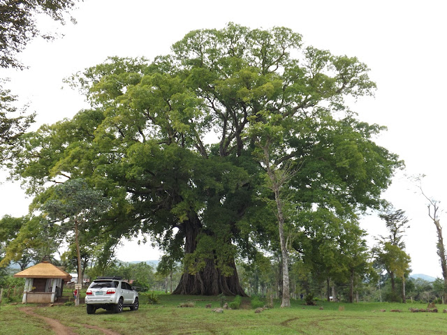 PHILIPPINES CENTURY TREE INHABITED BY THE SPIRITS?? COOL WATERS OF ...