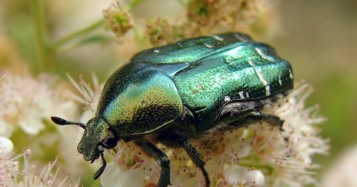 Sub Ordo Polyphaga; Ordo Coleoptera; Anatomi, Morfologi dan Ekologi.