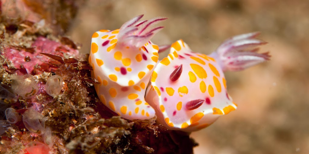 Species of UK: Week 47: Sea Slugs ('Nudibranch')