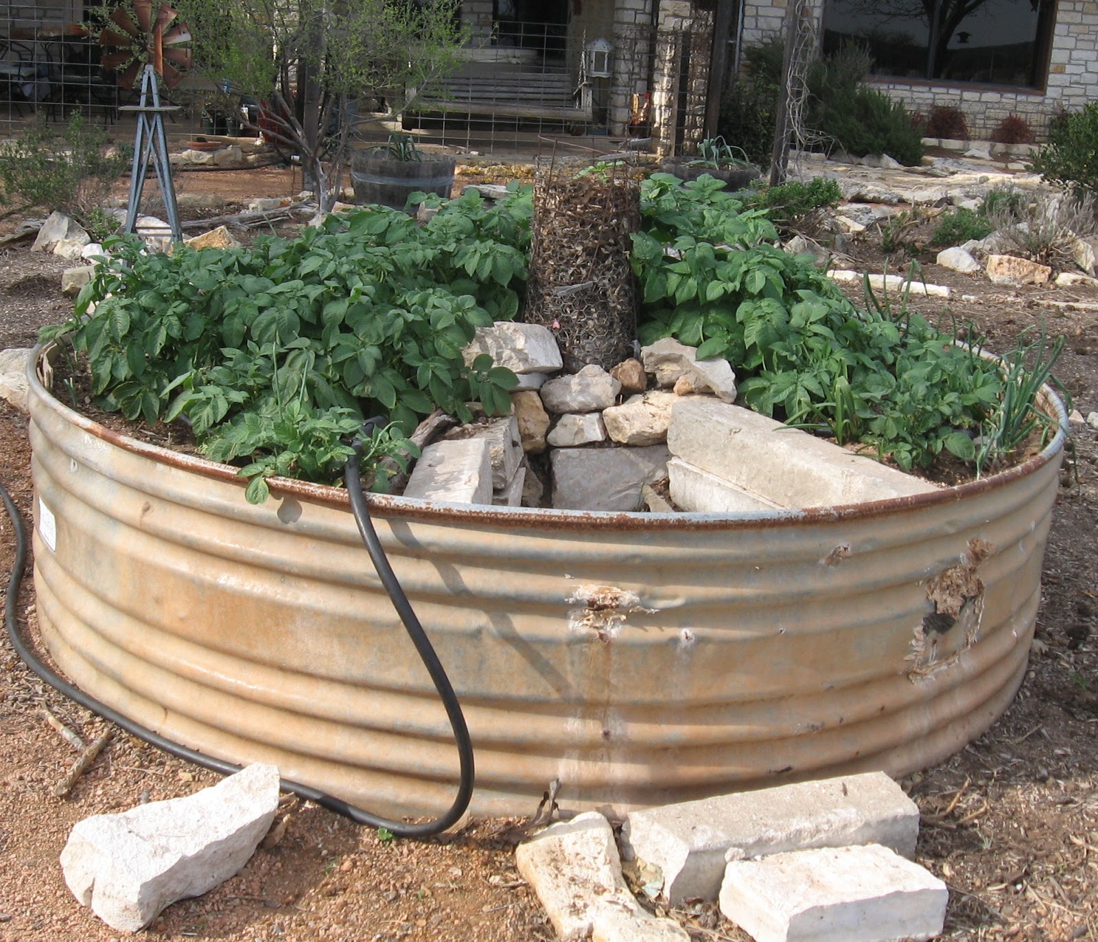 organicgreendoctor: keyhole garden and tomatoes