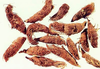 Rhizoma (Rimpang) - Farmakognosi