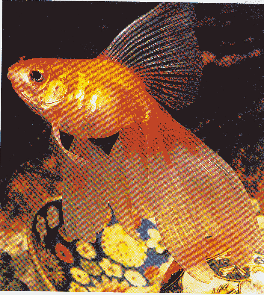 Fancy Goldfish Veiltail at Max Wroblewski blog