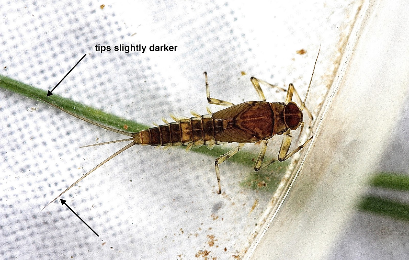 Aquatic Insects of Central Virginia: Baetis tricaudatus: confirming the ...