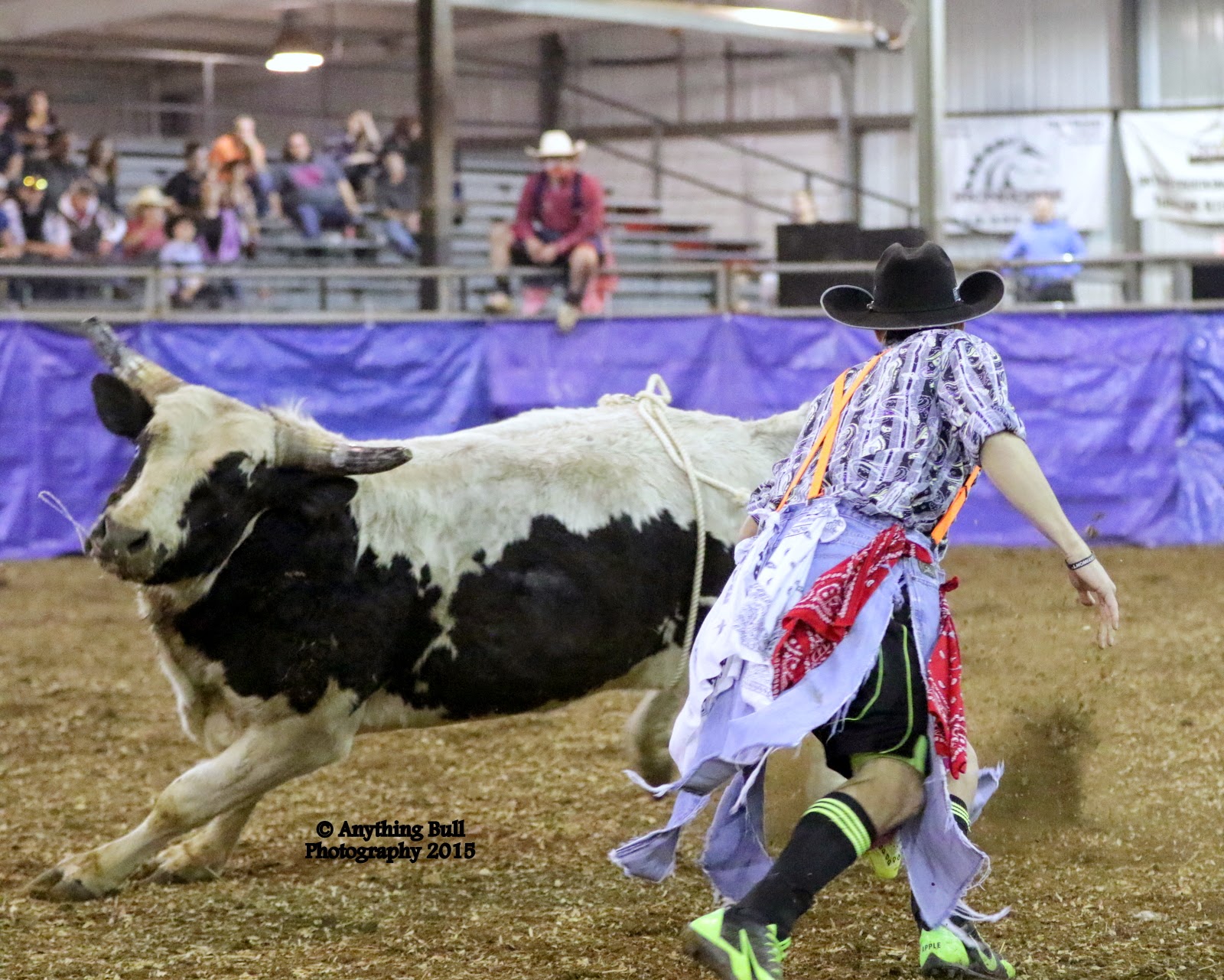 Anything Bull or Rusty: Schell Apple - second bull