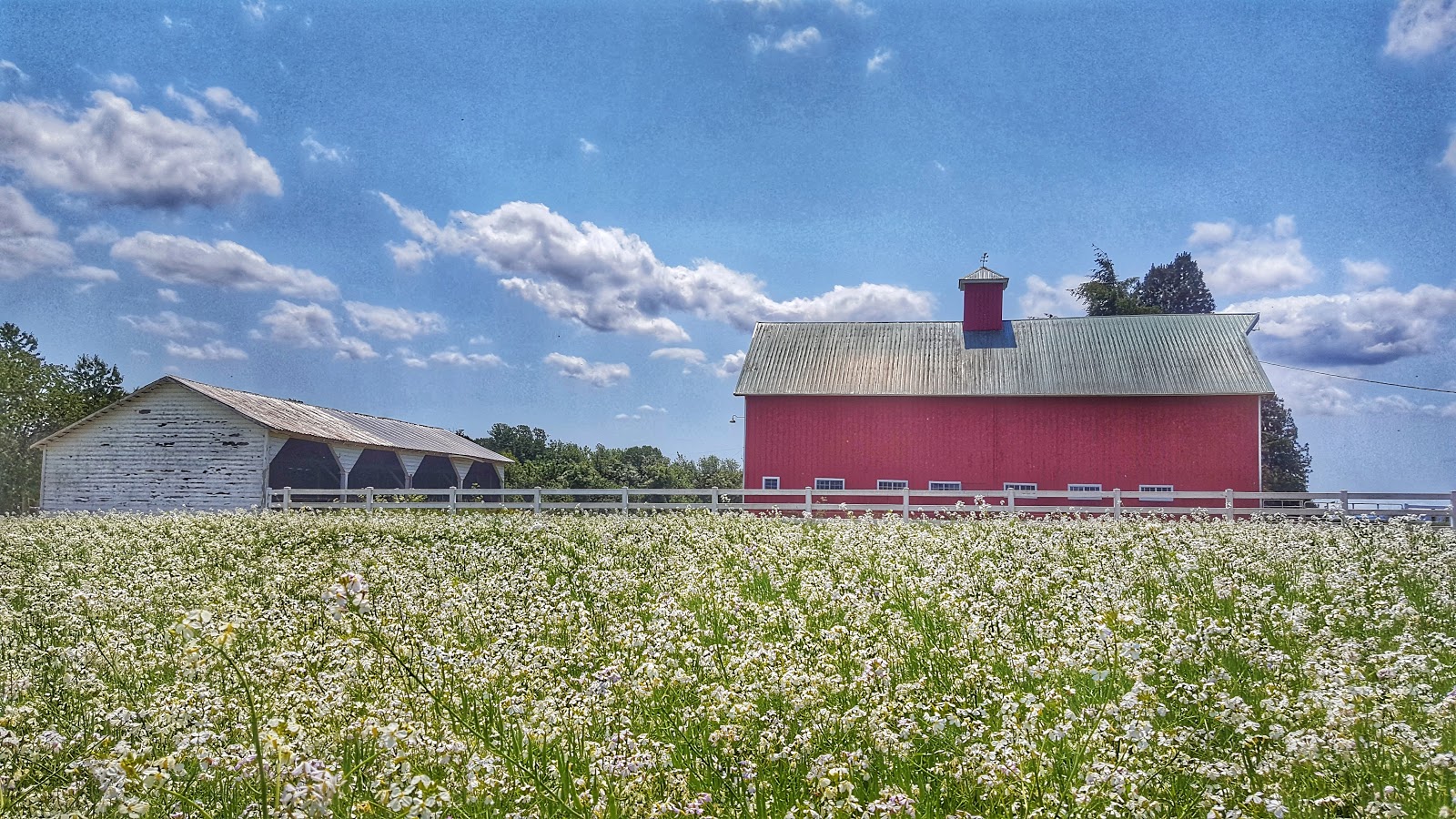 Rindy Mae: The Big Red Barn