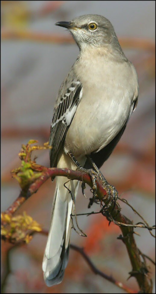 Bellas Aves de El Salvador: Mimus polyglottos (zenzontle del norte o ...