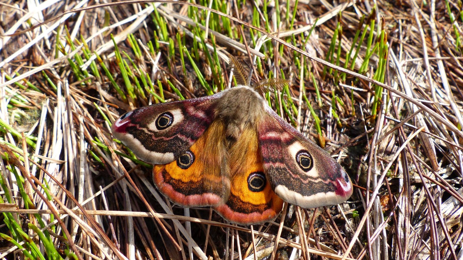 Islay Natural History Trust: Emperor Moth