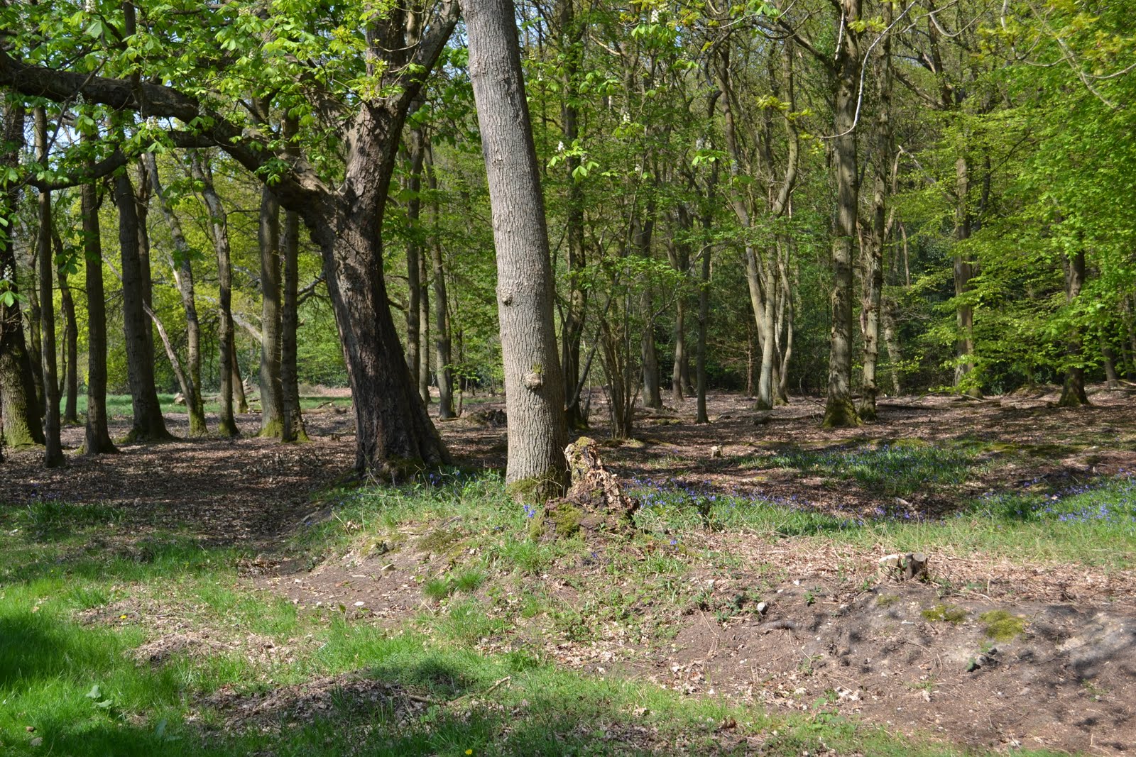 Walks among Flowers: Buckinghamshire: Hughenden to Bradenham (Chiltern ...
