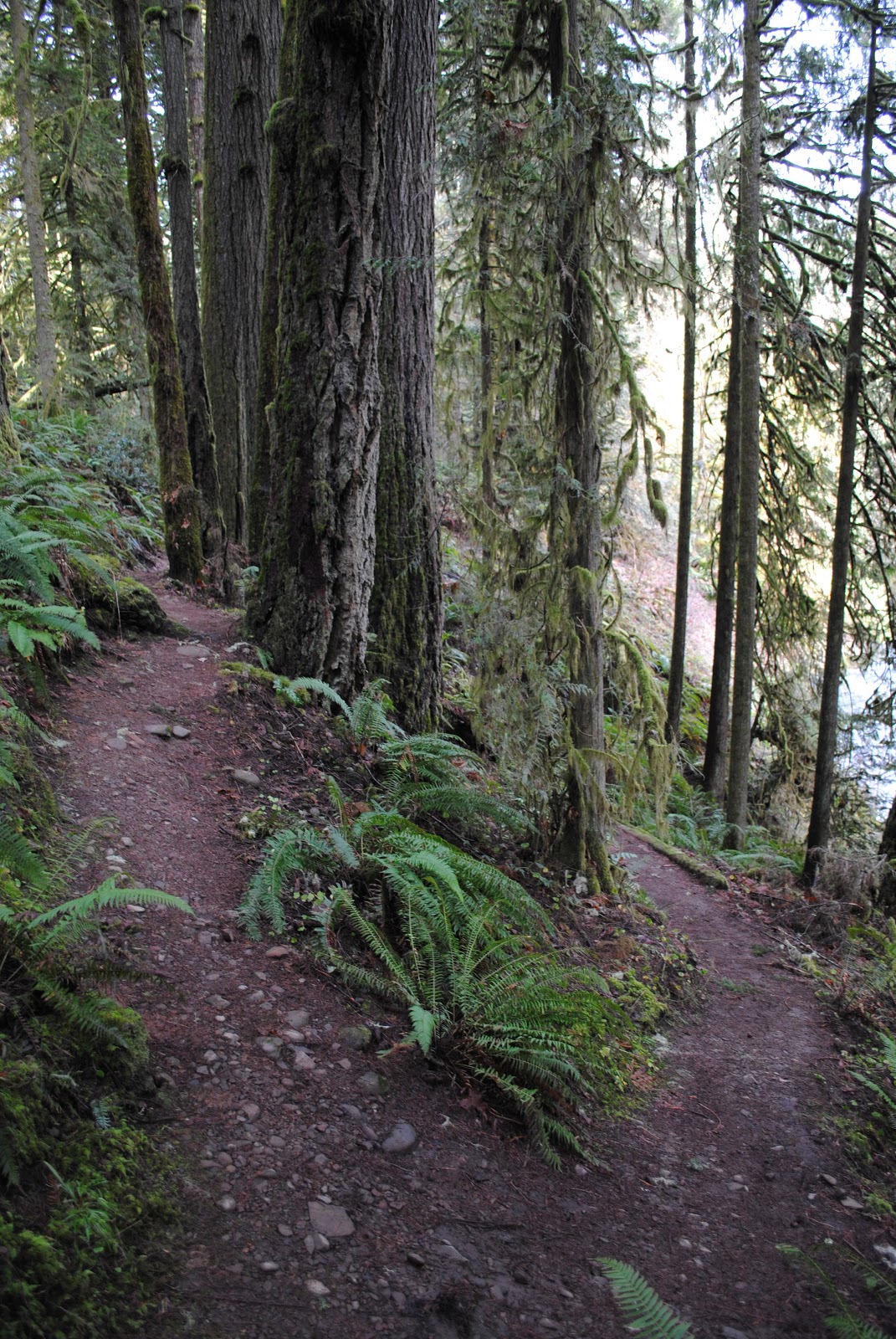 Black Watch Sasquatch: Eagle Fern Park - Estacada, Oregon