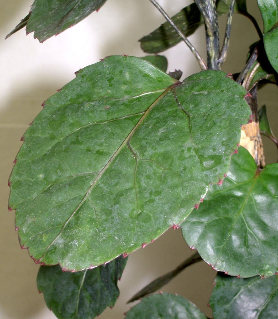 Viveros Vangarden: Polyscias varias