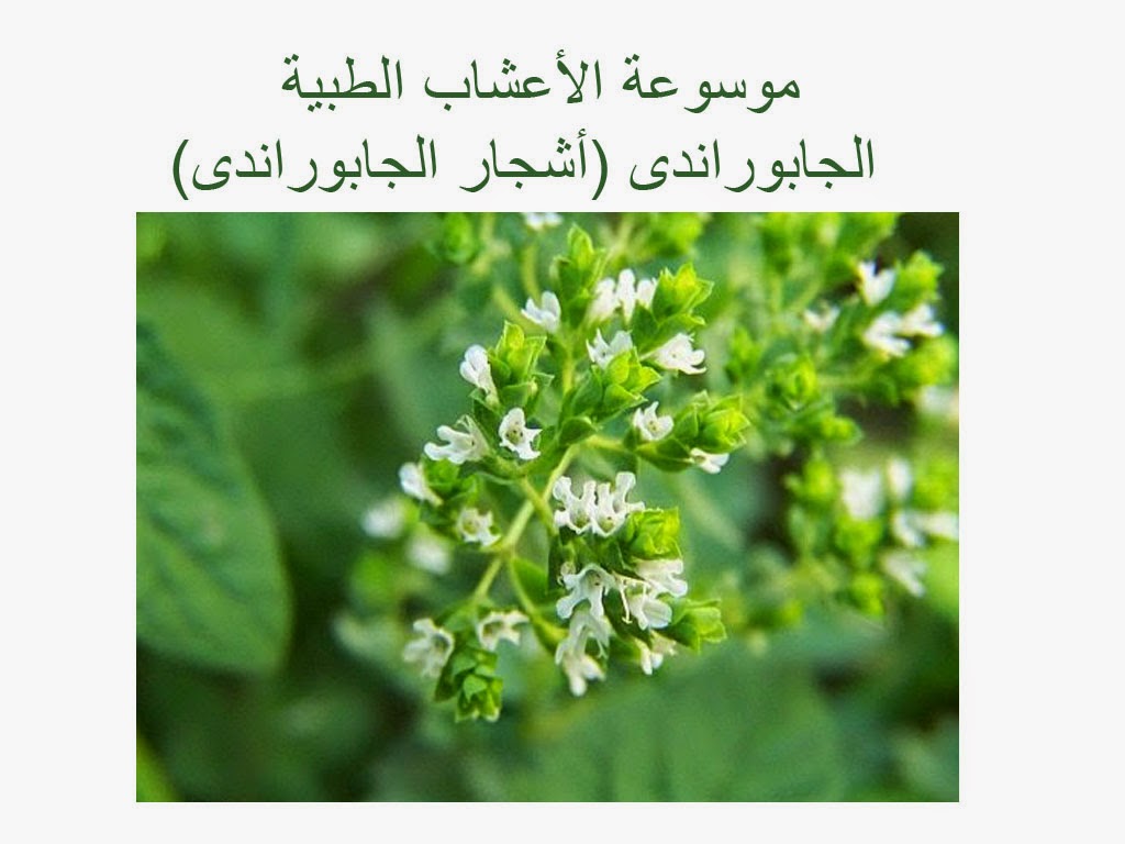 موسوعة الأعشاب الطبية : الجابوراندى (أشجار الجابوراندى) Jaborandi ...