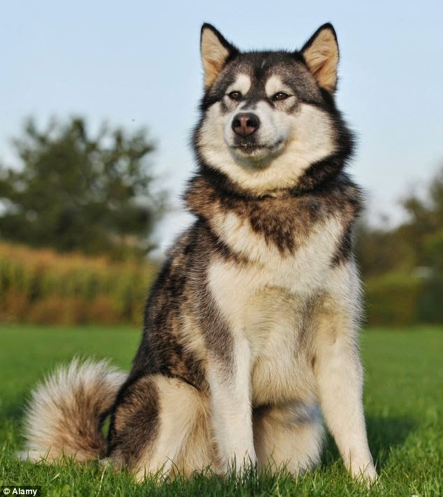 Next Dog Breed :: Overview, Information and Pictures of All Dog Breeds ...