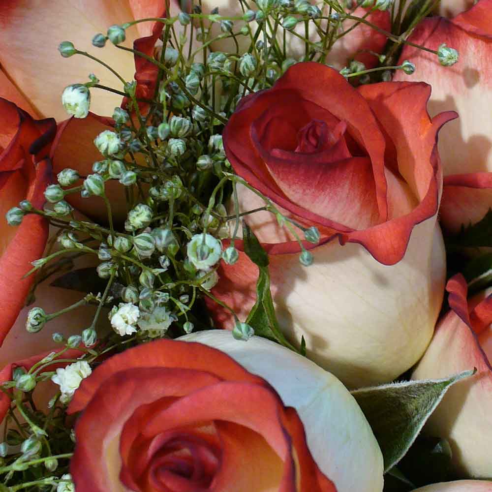 I need orange: white roses, with red trim